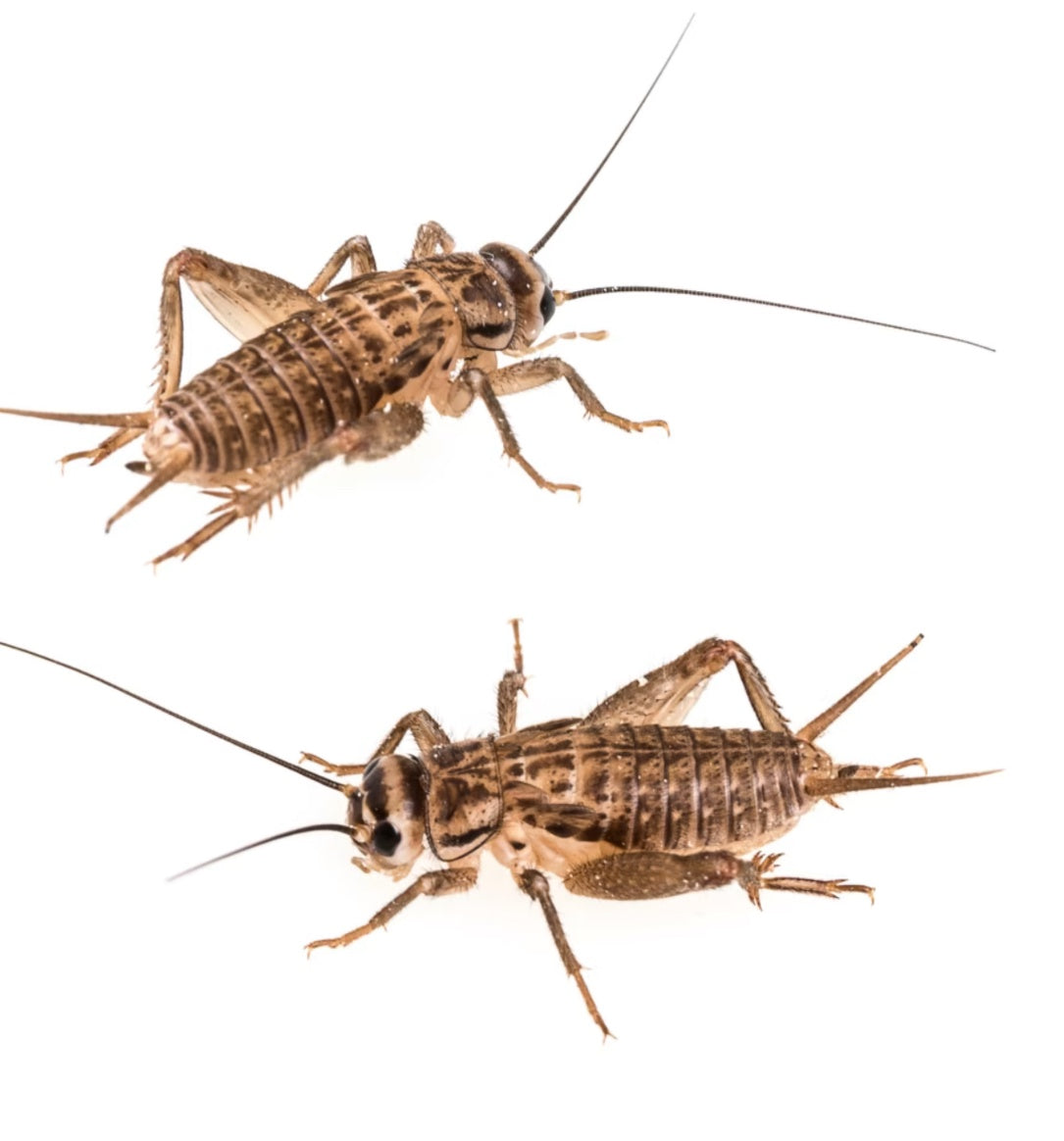 Crickets / Dozen – Fortywoods